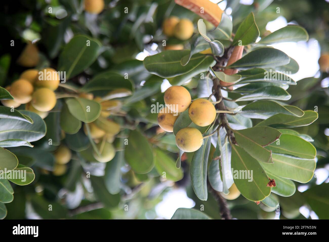 Mimusops elengi tree hi-res stock photography and images - Alamy