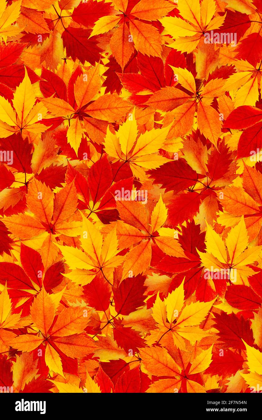 Fall colorful autumn leaves background Stock Photo - Alamy