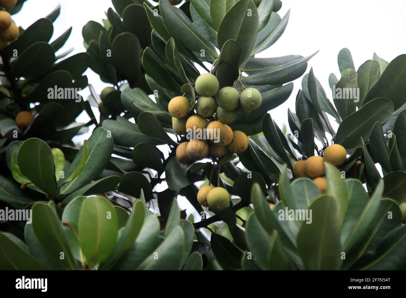 salvador, bahia, brazil - january 6, 2021: fruit of the mimusops plant ...