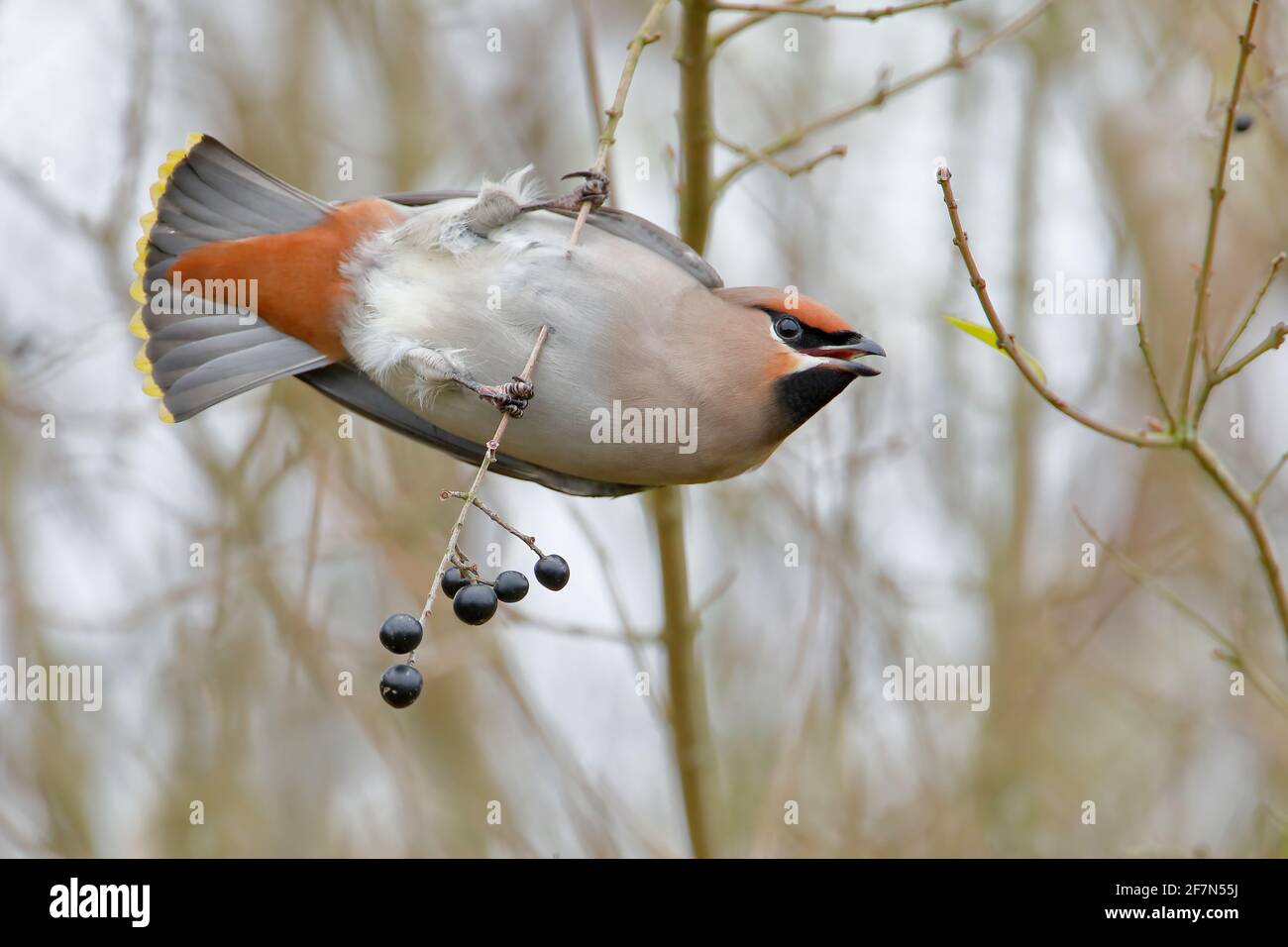 Bohemian waxwing (Bombycilla garrulus) on branch, the Netherlands Stock ...