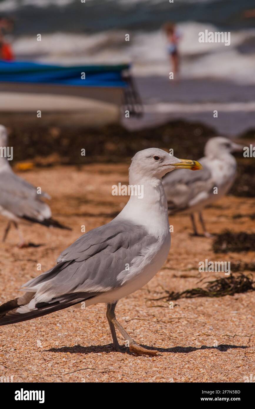 Seagulls at the beach. Seagull on the sand. beach sand seagull animal ...