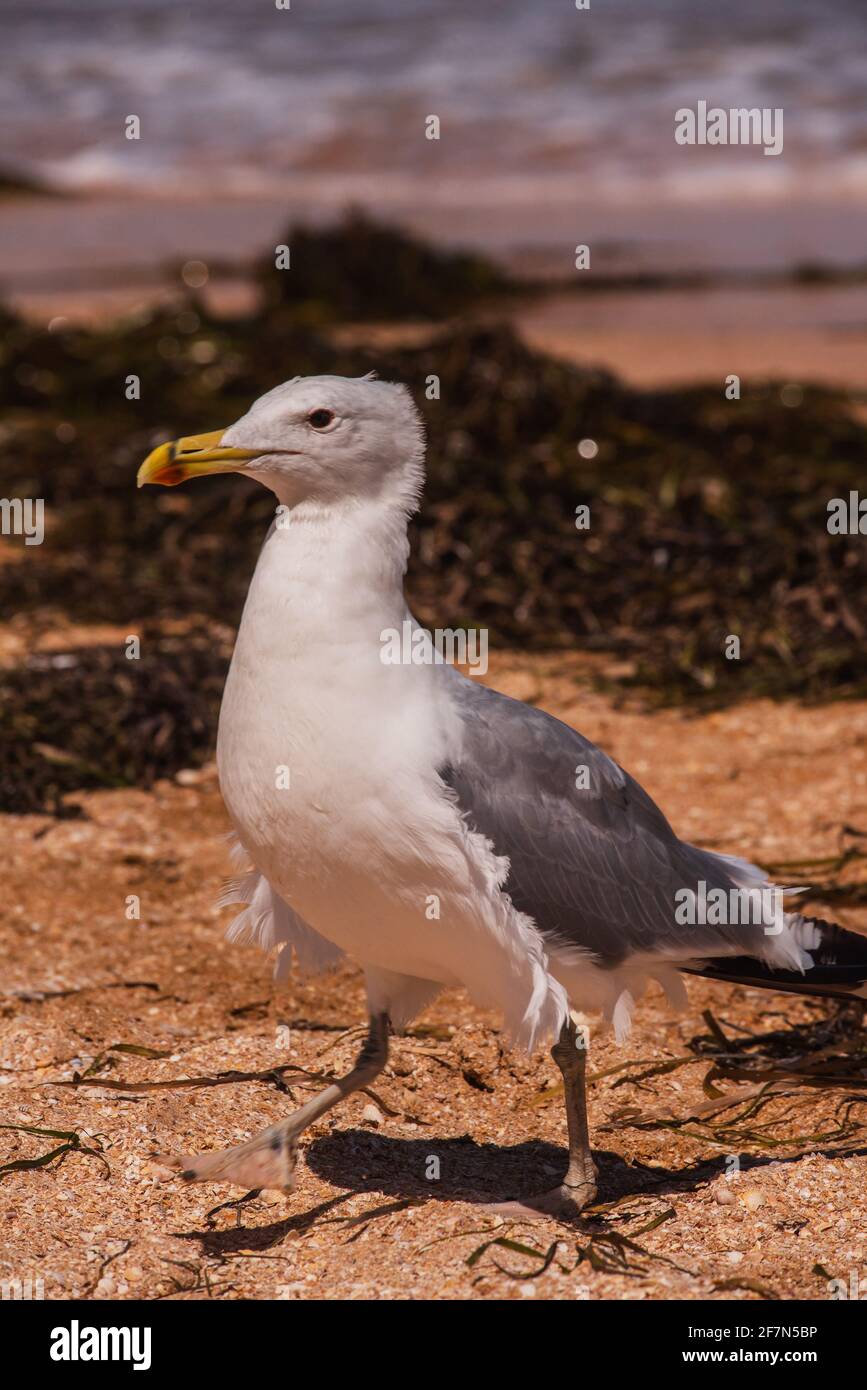 Seagulls at the beach. Seagull on the sand. beach sand seagull animal ...