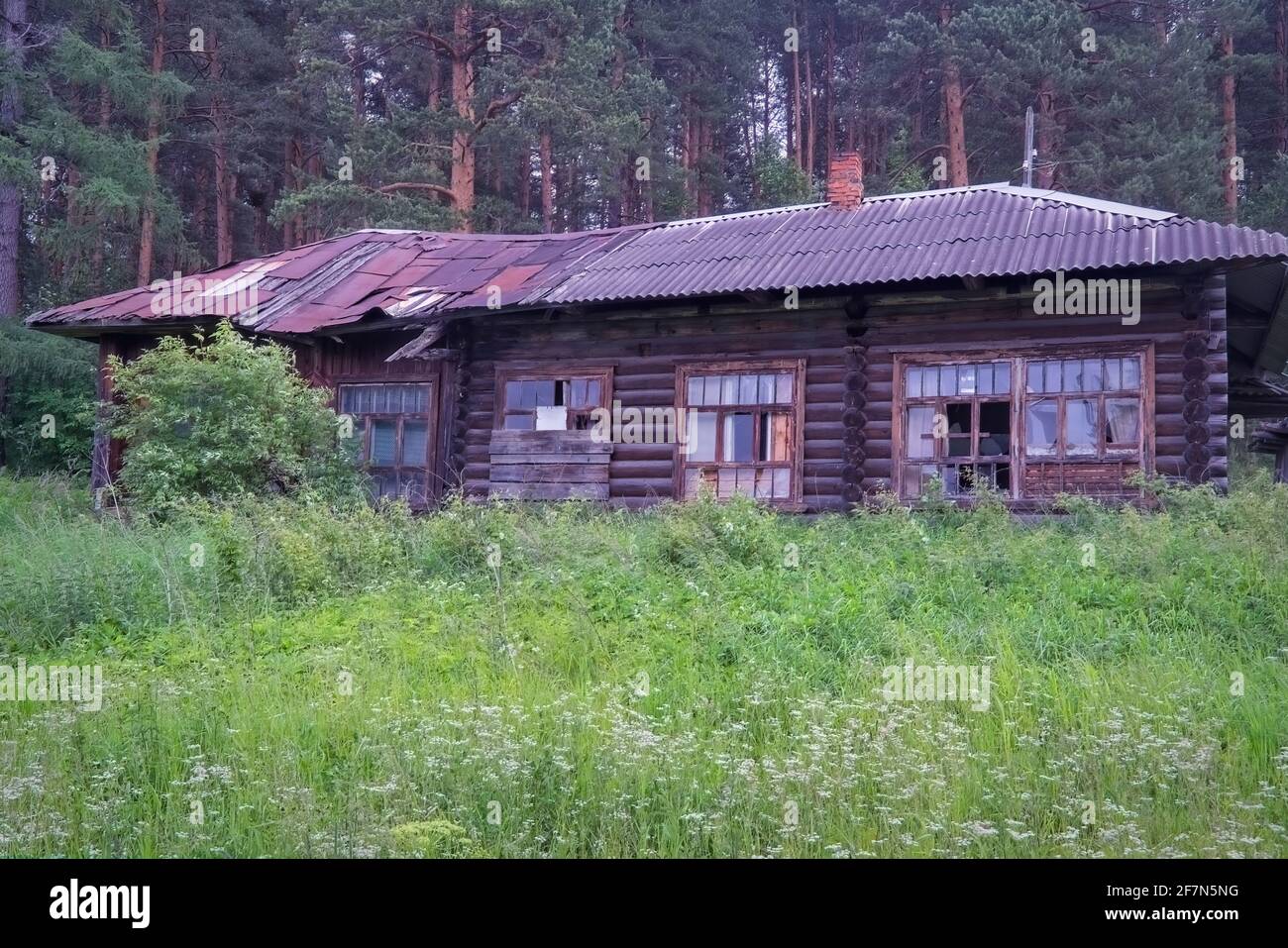 Lonely old abandoned dilapidated wooden log house overgrown with dense ...