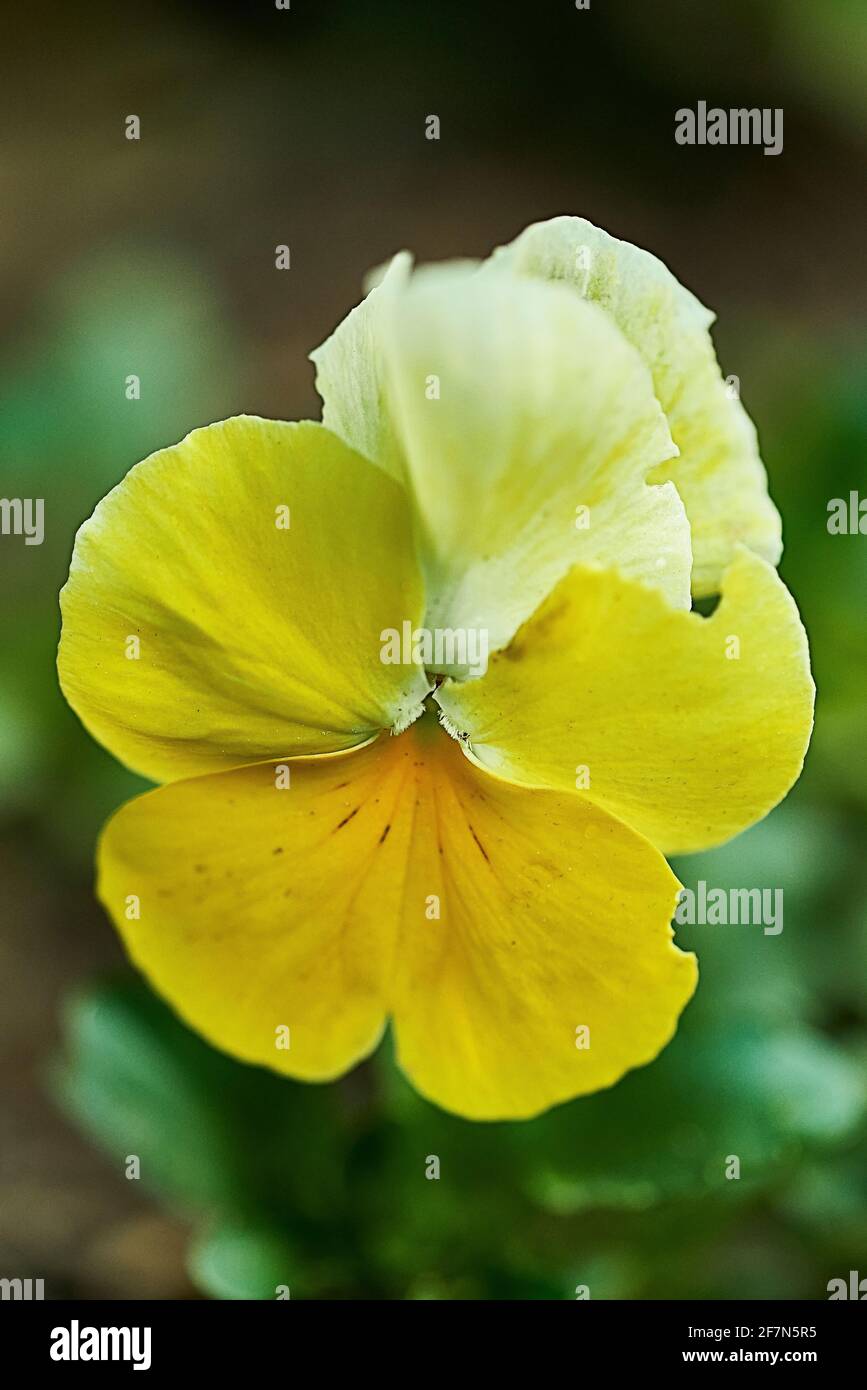 Long spurred flower hi-res stock photography and images - Alamy