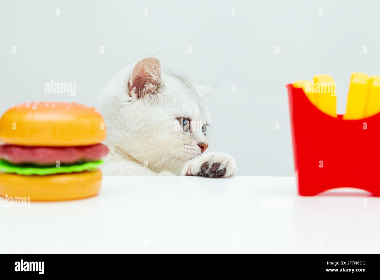 Cat In Space On Sandwich