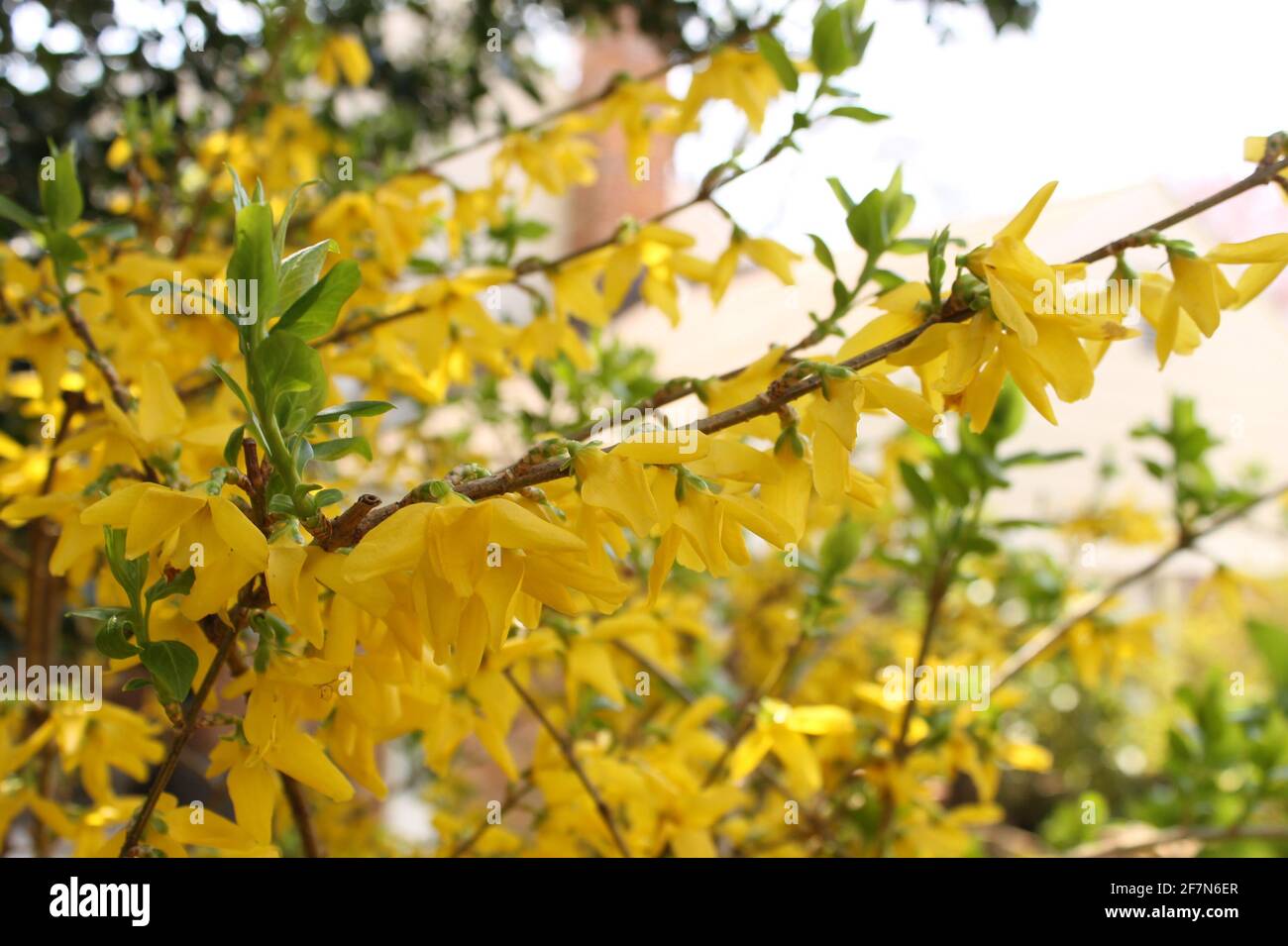 Summer forsythia hi-res stock photography and images - Alamy