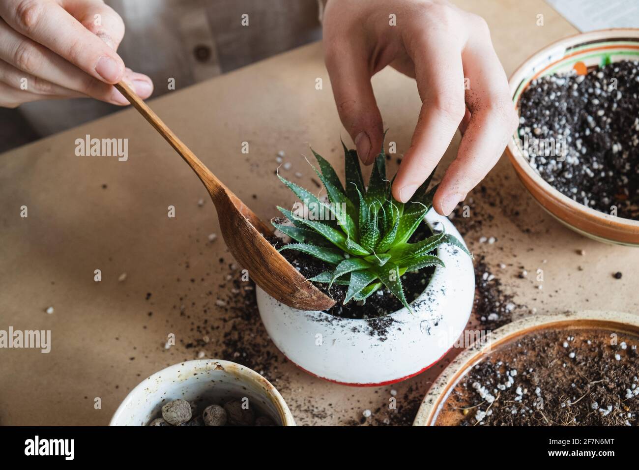 Taking care of, planting a succulent, top view, wholesome indoor ...