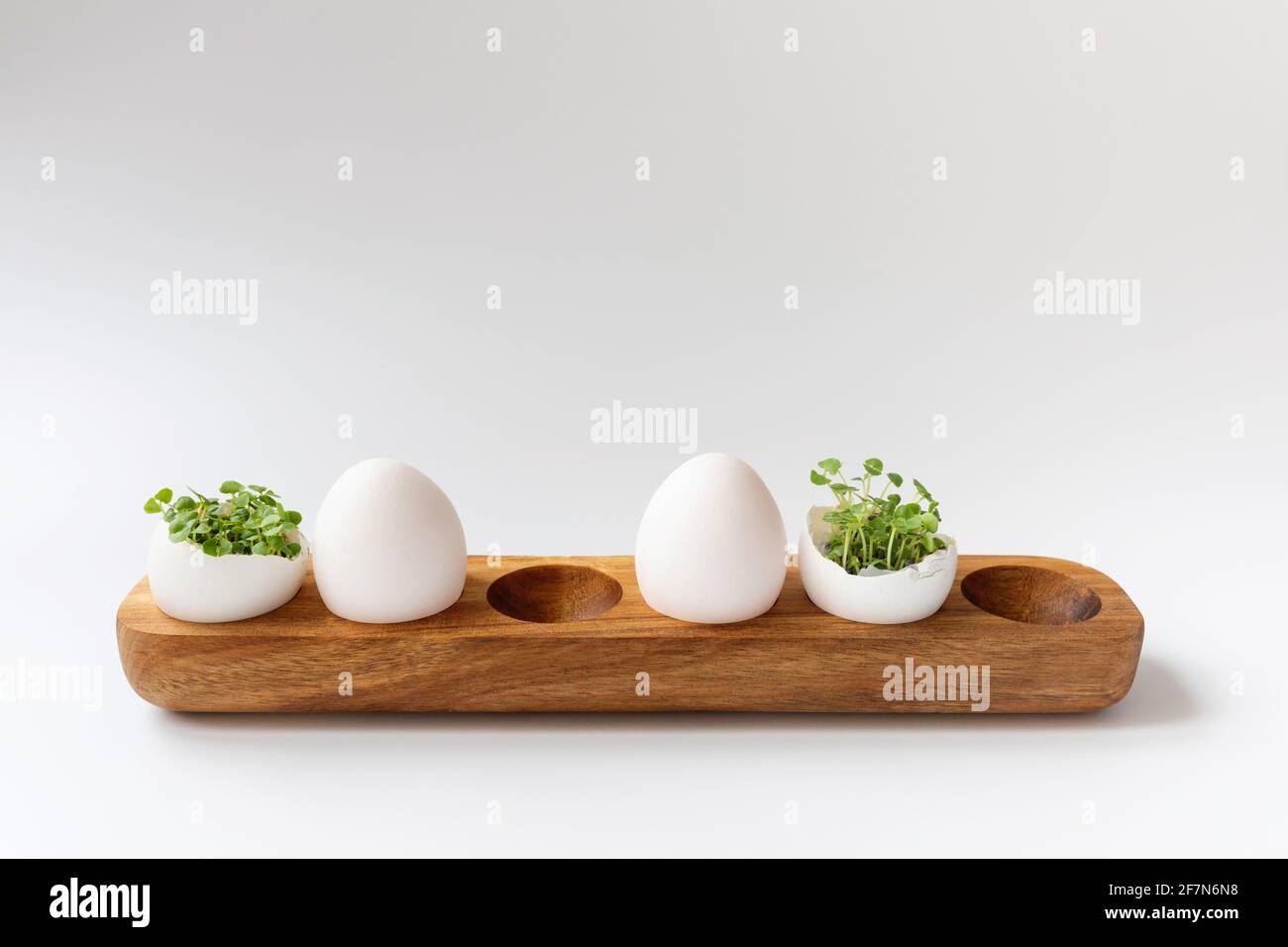 Green sprouts in white egg in wooden egg box on white background ...
