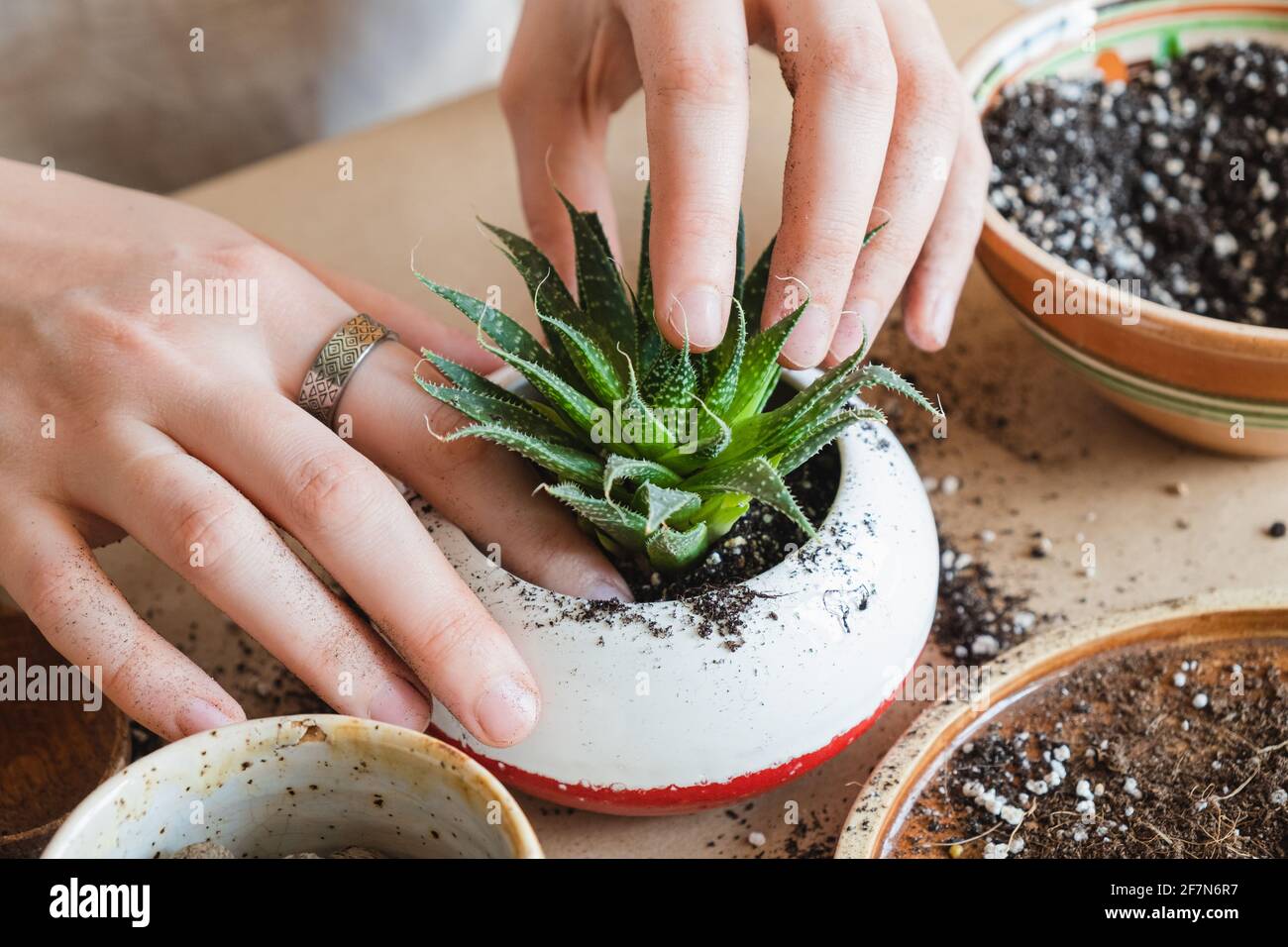 Taking care of, planting a succulent, top view, wholesome indoor ...