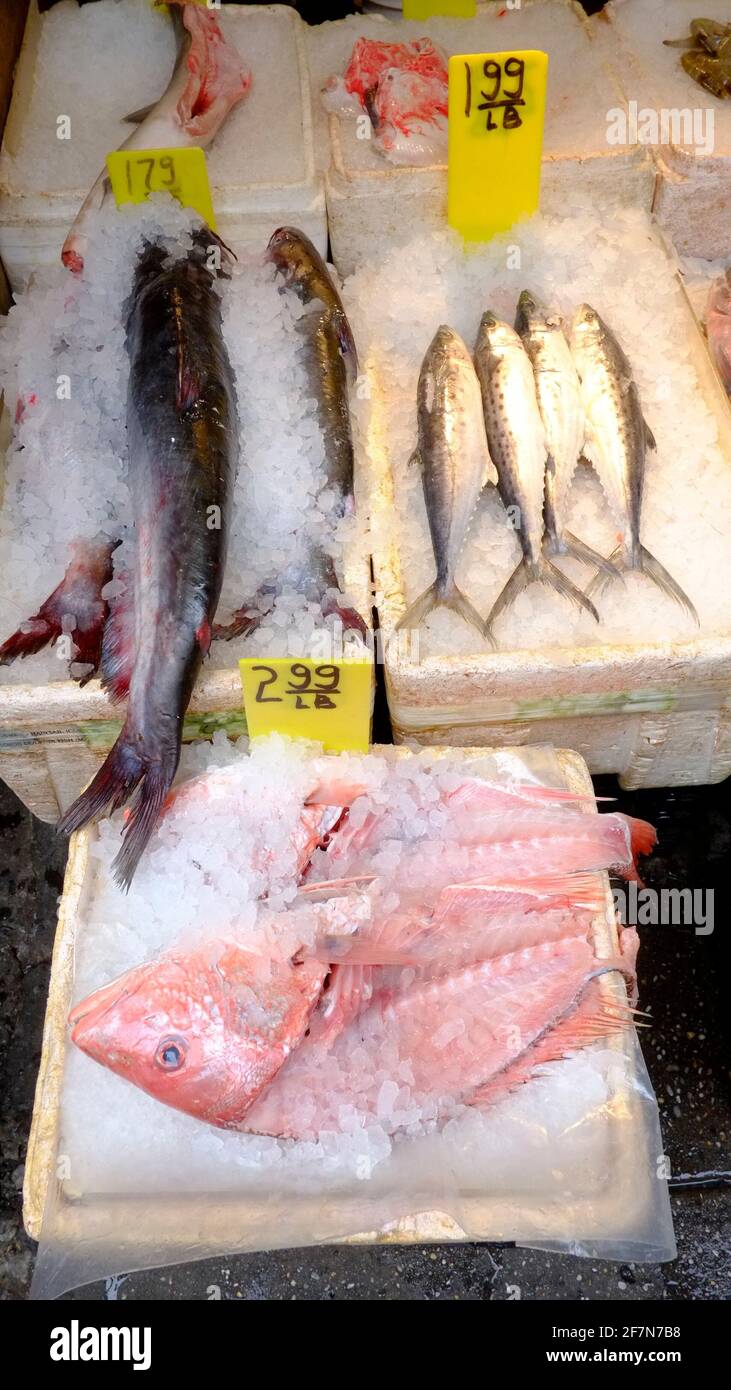 Chinatown, New York City, fish store, fish on display Stock Photo - Alamy