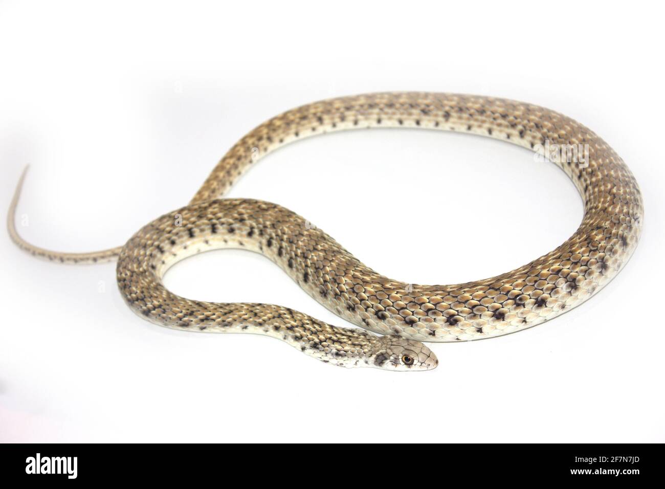 False Cobra High Resolution Stock Photography and Images - Alamy