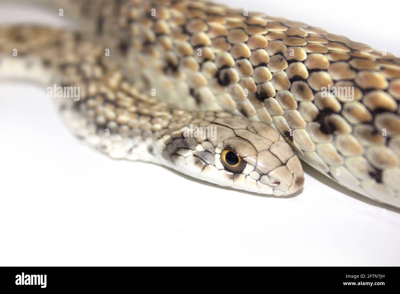 False Cobra High Resolution Stock Photography and Images - Alamy