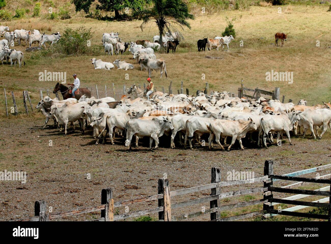 pau brazil, bahia / brazil - April 15, 2012: Cattle breeding is seen on ...