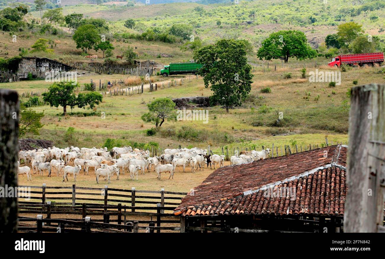 pau brazil, bahia / brazil - April 15, 2012: Cattle breeding is seen on ...