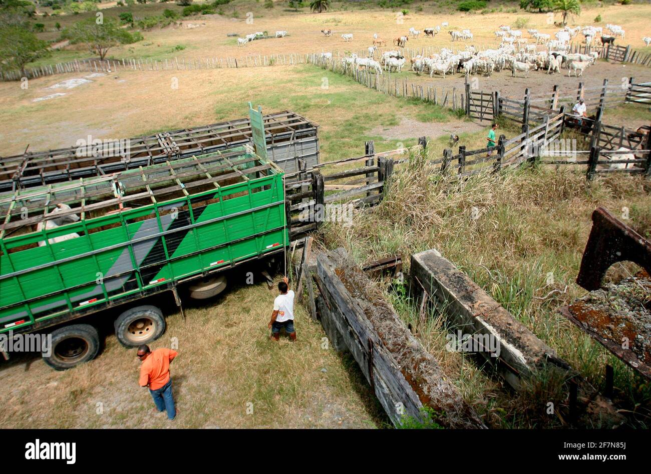 pau brazil, bahia / brazil - April 15, 2012: Cattle transport truck is ...