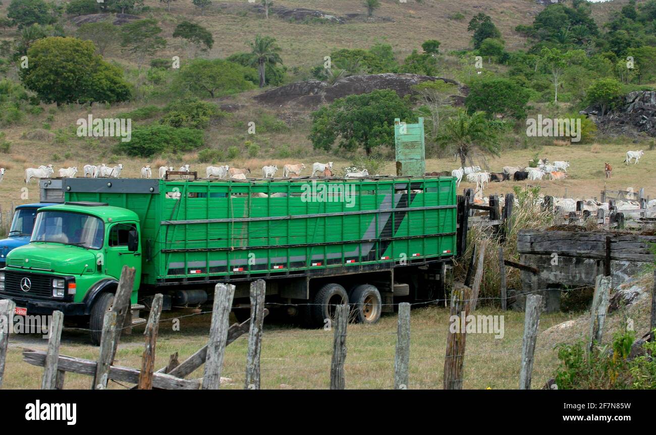 pau brazil, bahia / brazil - April 15, 2012: Cattle transport truck is ...