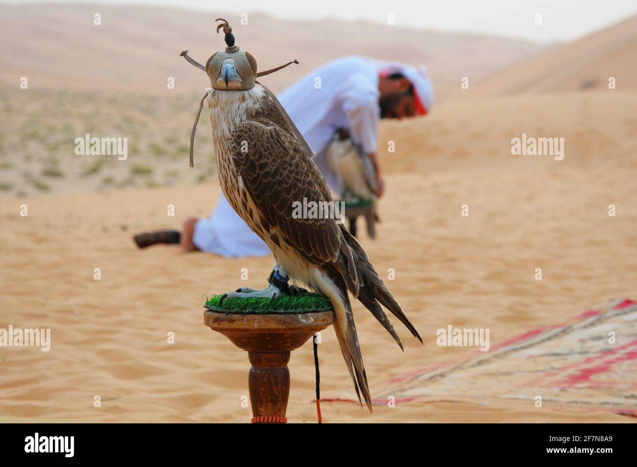 Arabian falcon hi-res stock photography and images - Alamy
