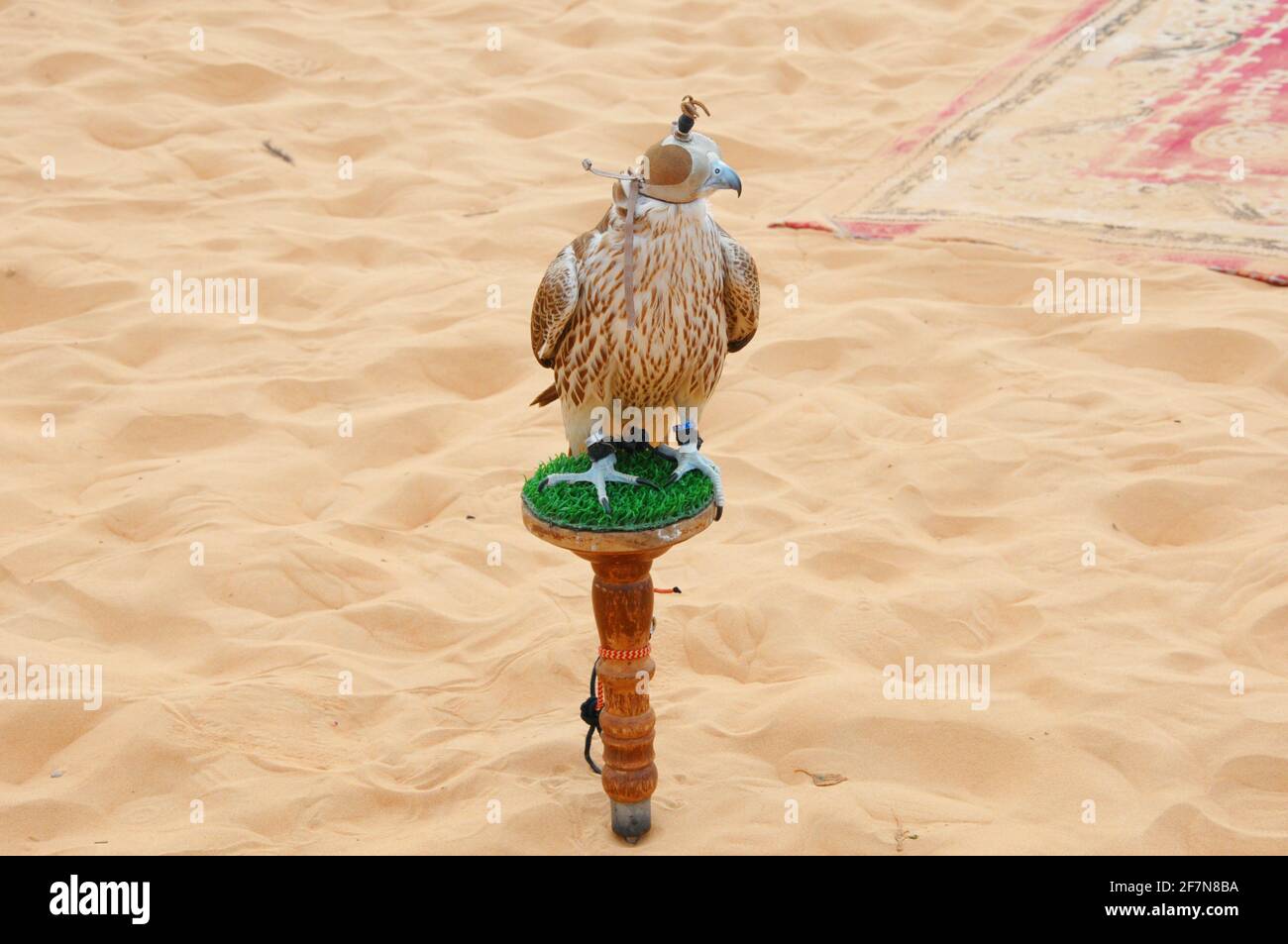 Arabian bird hi-res stock photography and images - Alamy