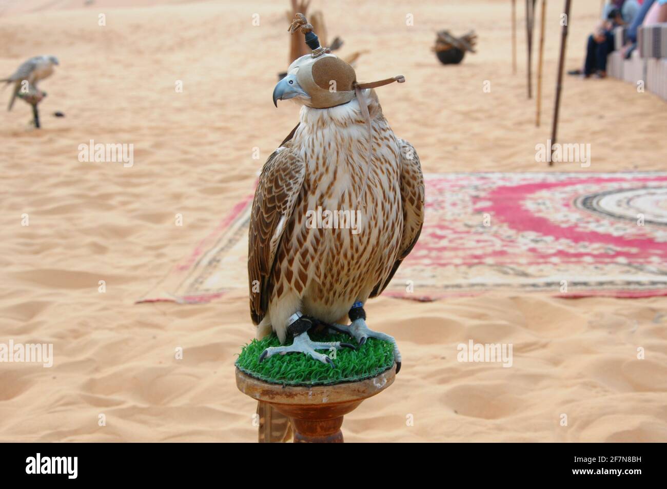 Arabian bird hi-res stock photography and images - Alamy