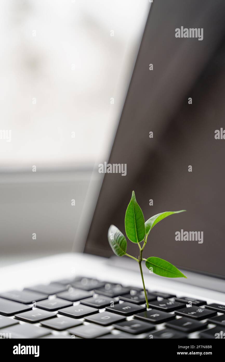 Laptop keyboard with plant growing on it. Green IT computing concept ...