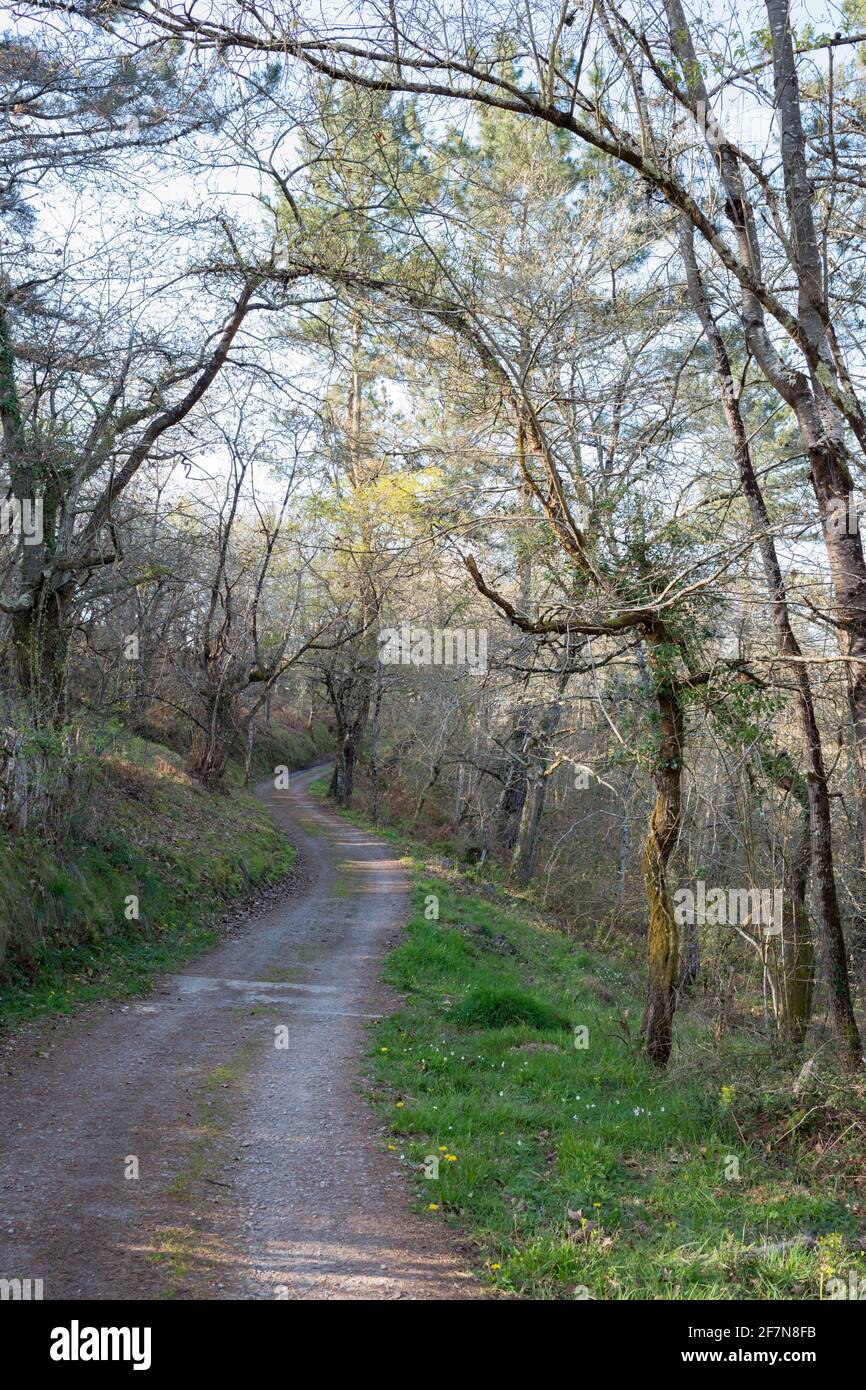 Charming walking path under the trees with no people Stock Photo - Alamy