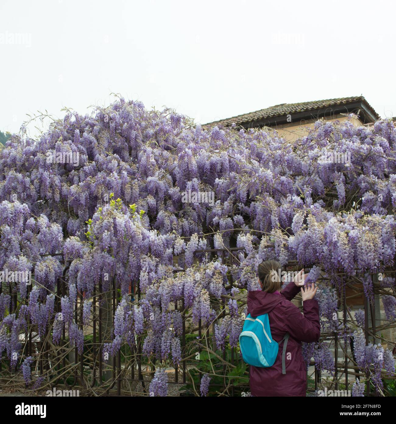 Beautiful lila wisteria sinensis. Huge plant during blooming season ...