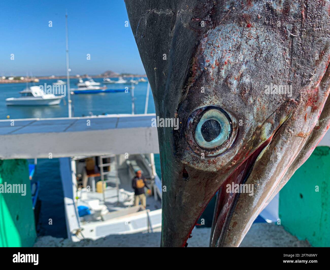 Espada de la flota hi-res stock photography and images - Alamy