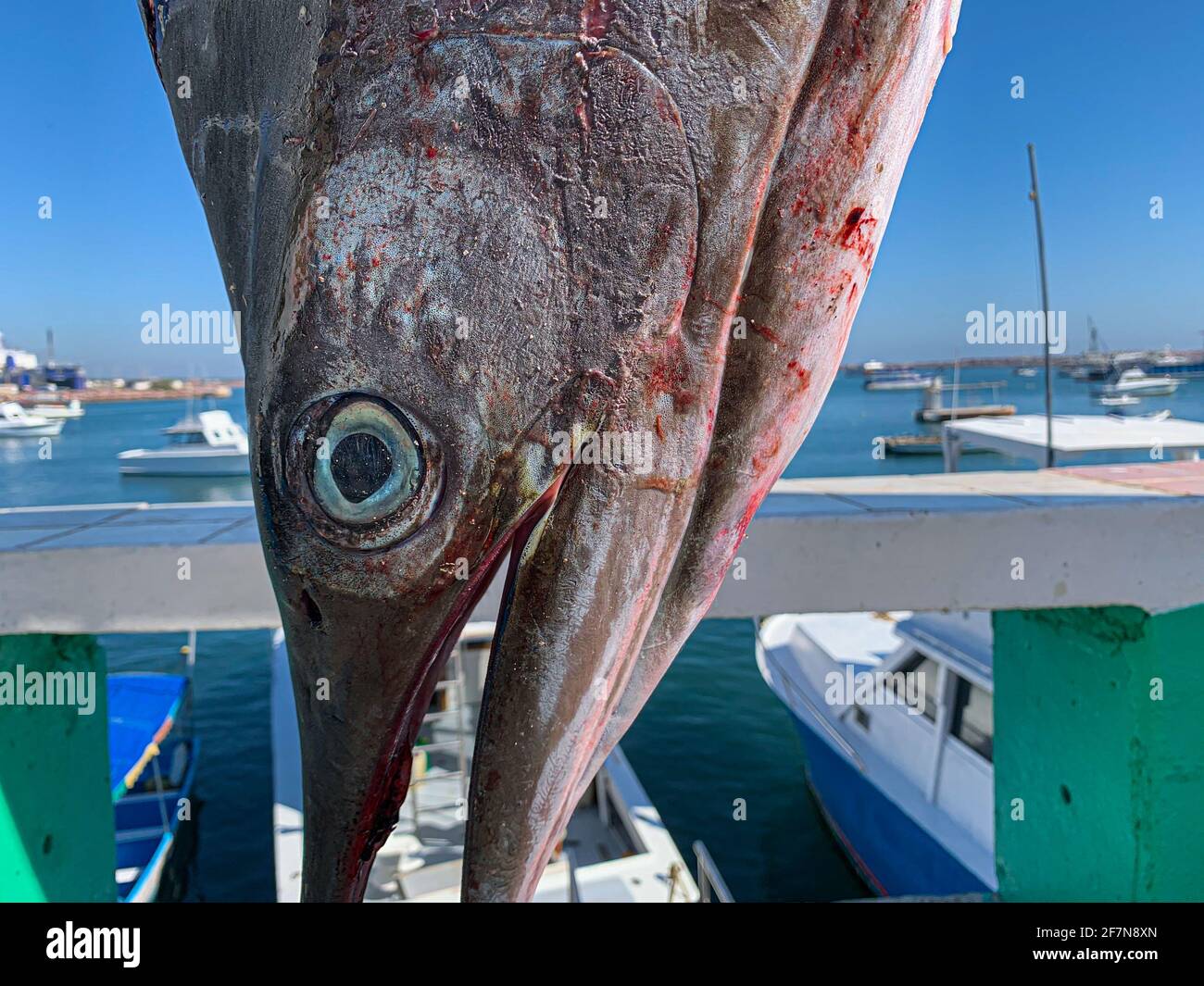 Pez espada de pesca hi-res stock photography and images - Alamy