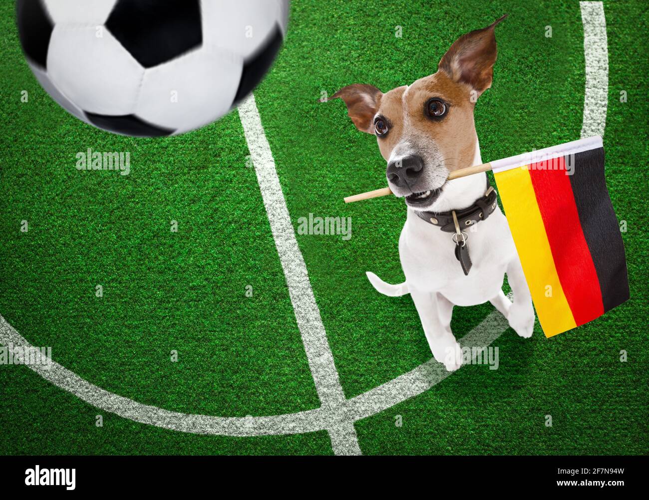 Jack russell terrier playing football hi-res stock photography and ...