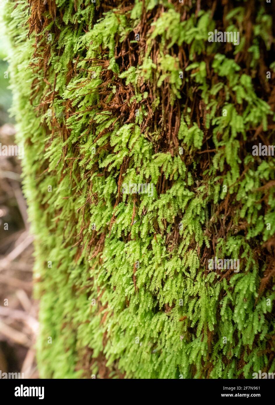 Australian native moss hi-res stock photography and images - Alamy