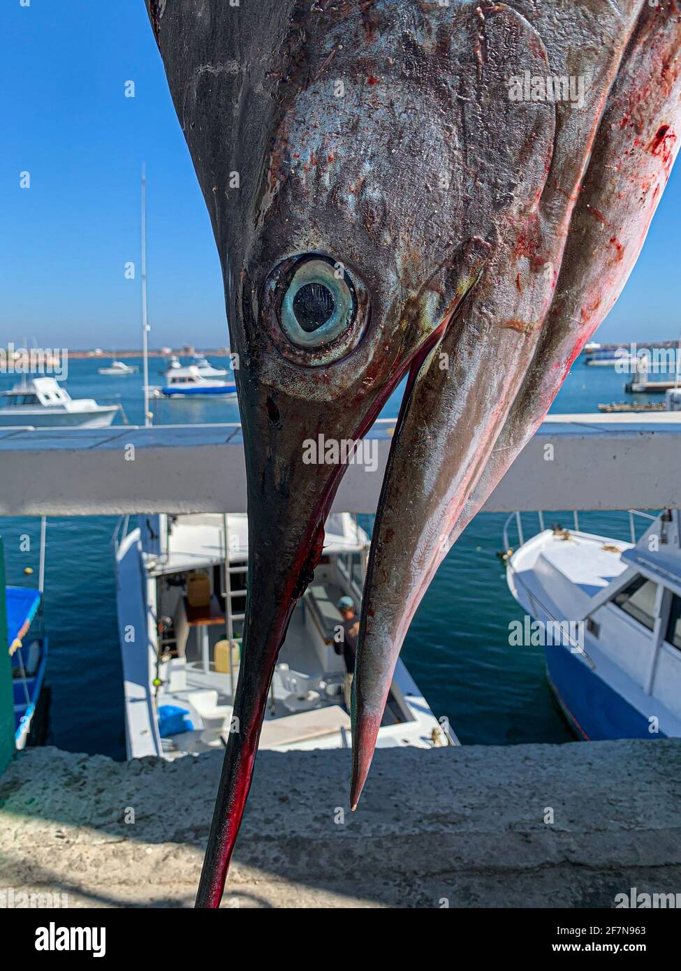 Pez espada de pesca hi-res stock photography and images - Alamy