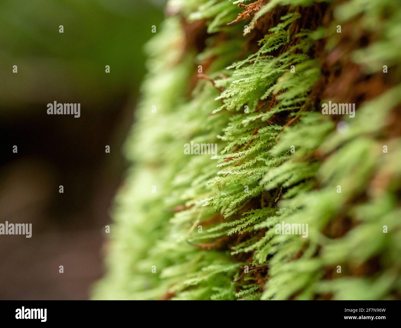 Moss covered tree trunk, Wilsons Promontory National Park, Australia ...