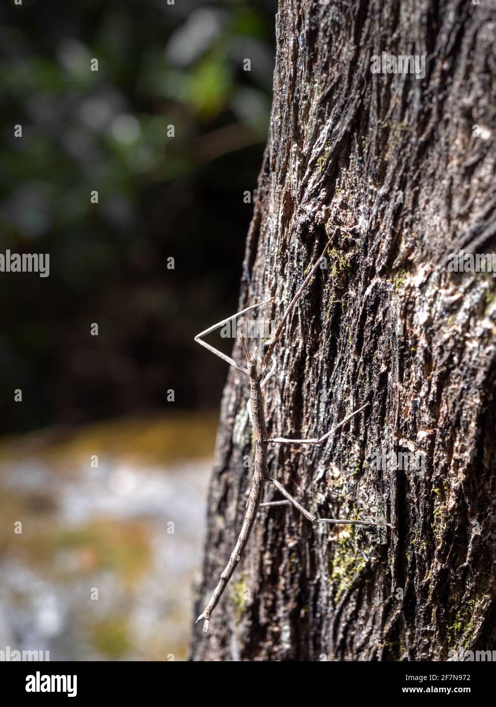 Margin-winged stick insect (Ctenomorpha marginipennis), Victoria ...
