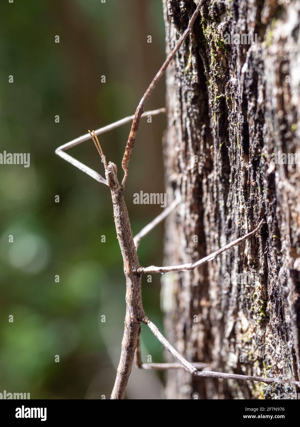 Margin-winged stick insect (Ctenomorpha marginipennis), Victoria ...