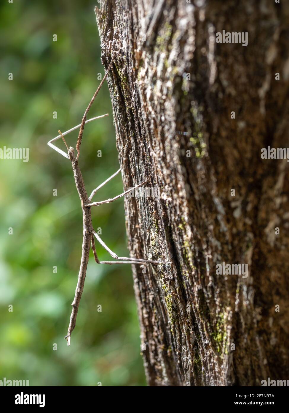 Margin-winged stick insect (Ctenomorpha marginipennis), Victoria ...