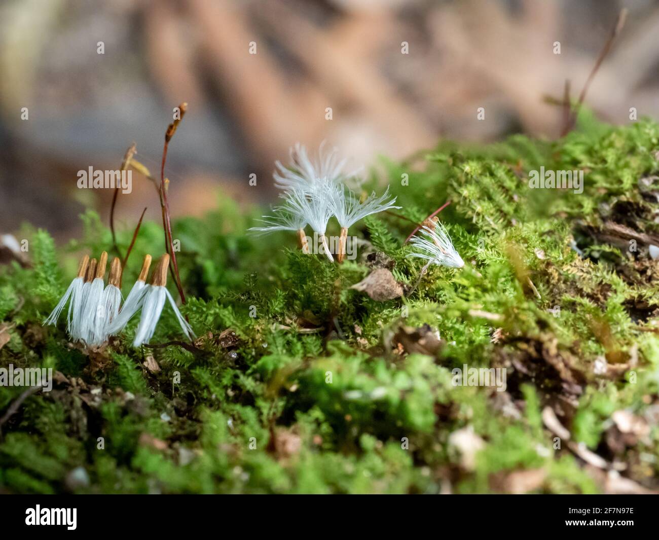 Australian native moss hi-res stock photography and images - Alamy
