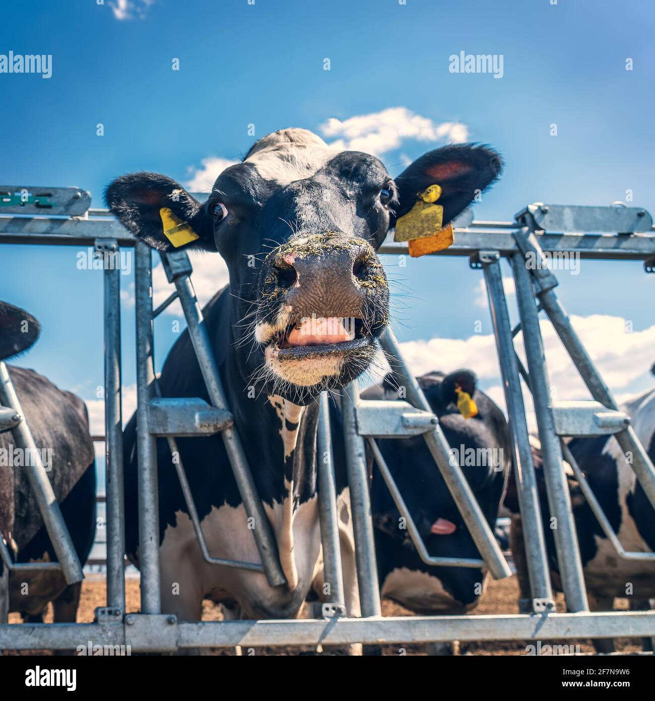 Funny cow head hi-res stock photography and images - Alamy