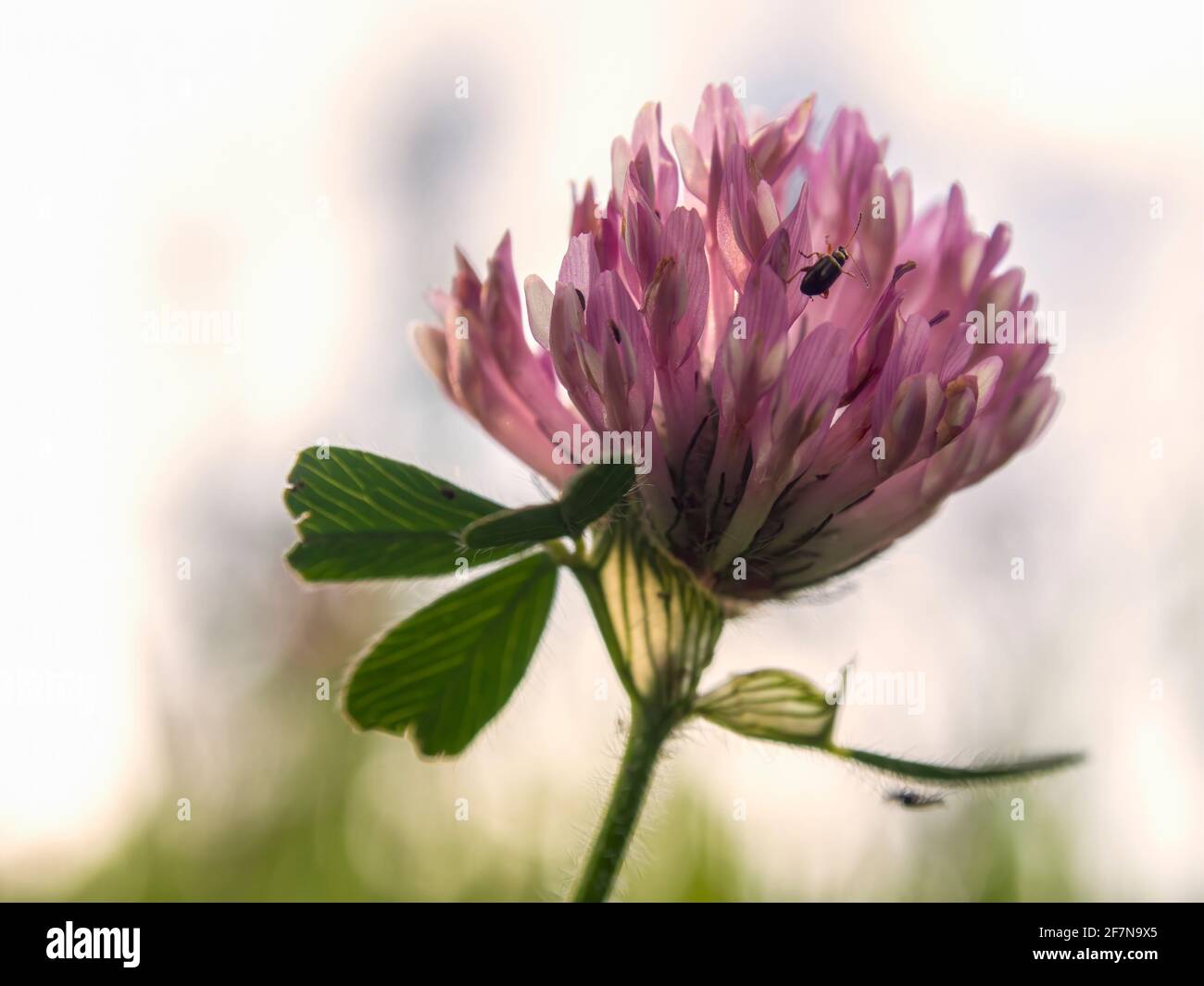 Macro photography of a red clover flower with a tiny bug, captured in a ...