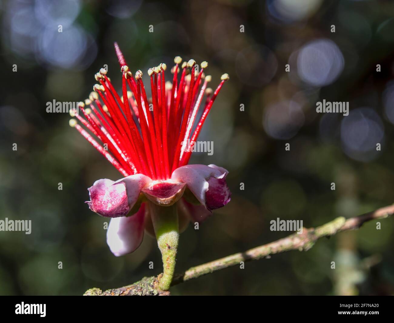 Pineapple Plant Flower Tree High Resolution Stock Photography and ...