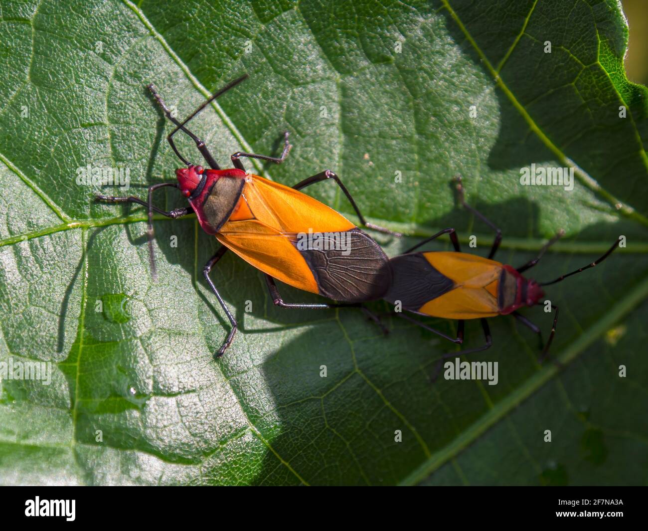 Macro photography of a couple of firebugs mating on an abutilon leaf ...