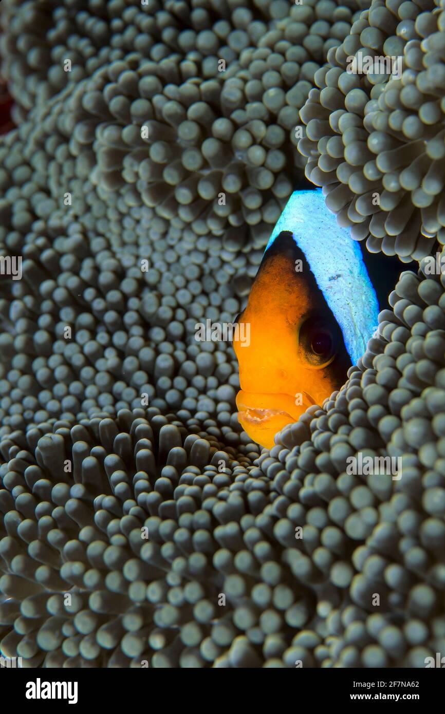 Clark's anemonefish, Amphiprion clarkii, in Kimbe Bay, New britian ...