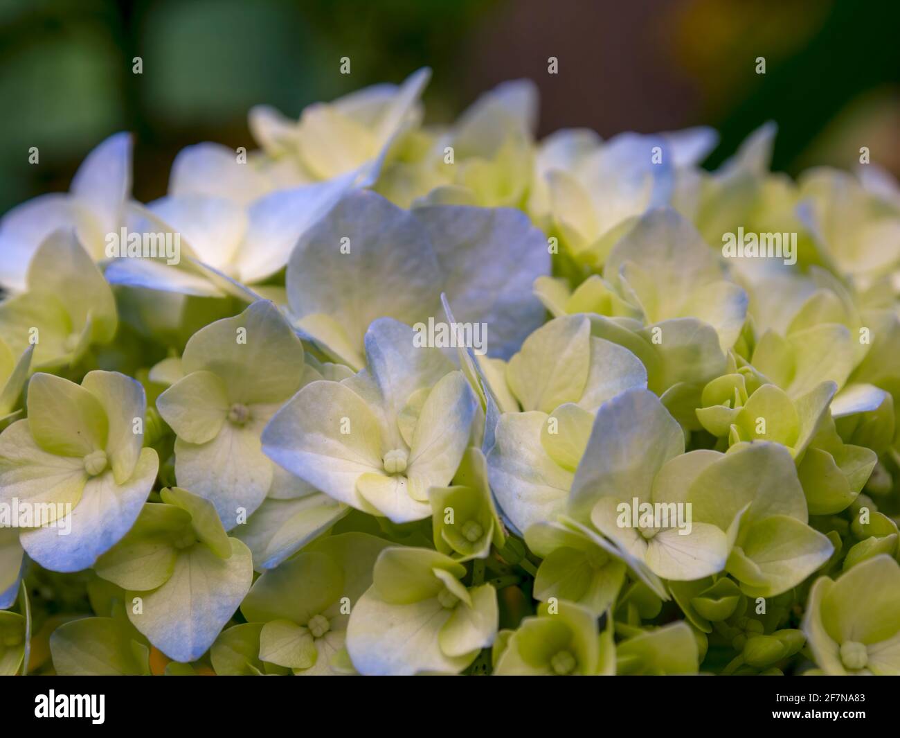 Macro photography of hydrangea flowers, captured at a garden in the ...