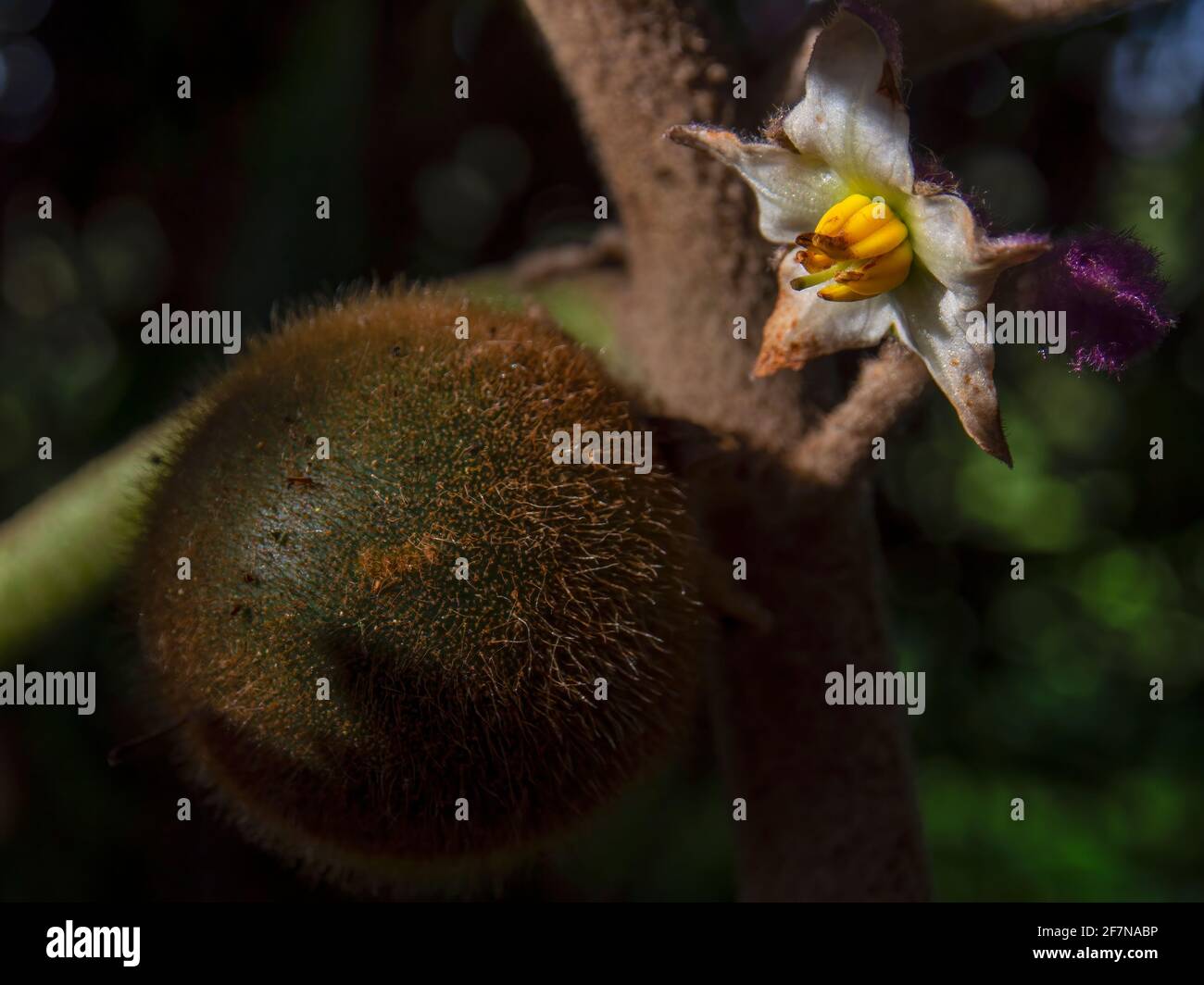 Macro photography of a lulo flower and an unripe fruit, captured at a ...