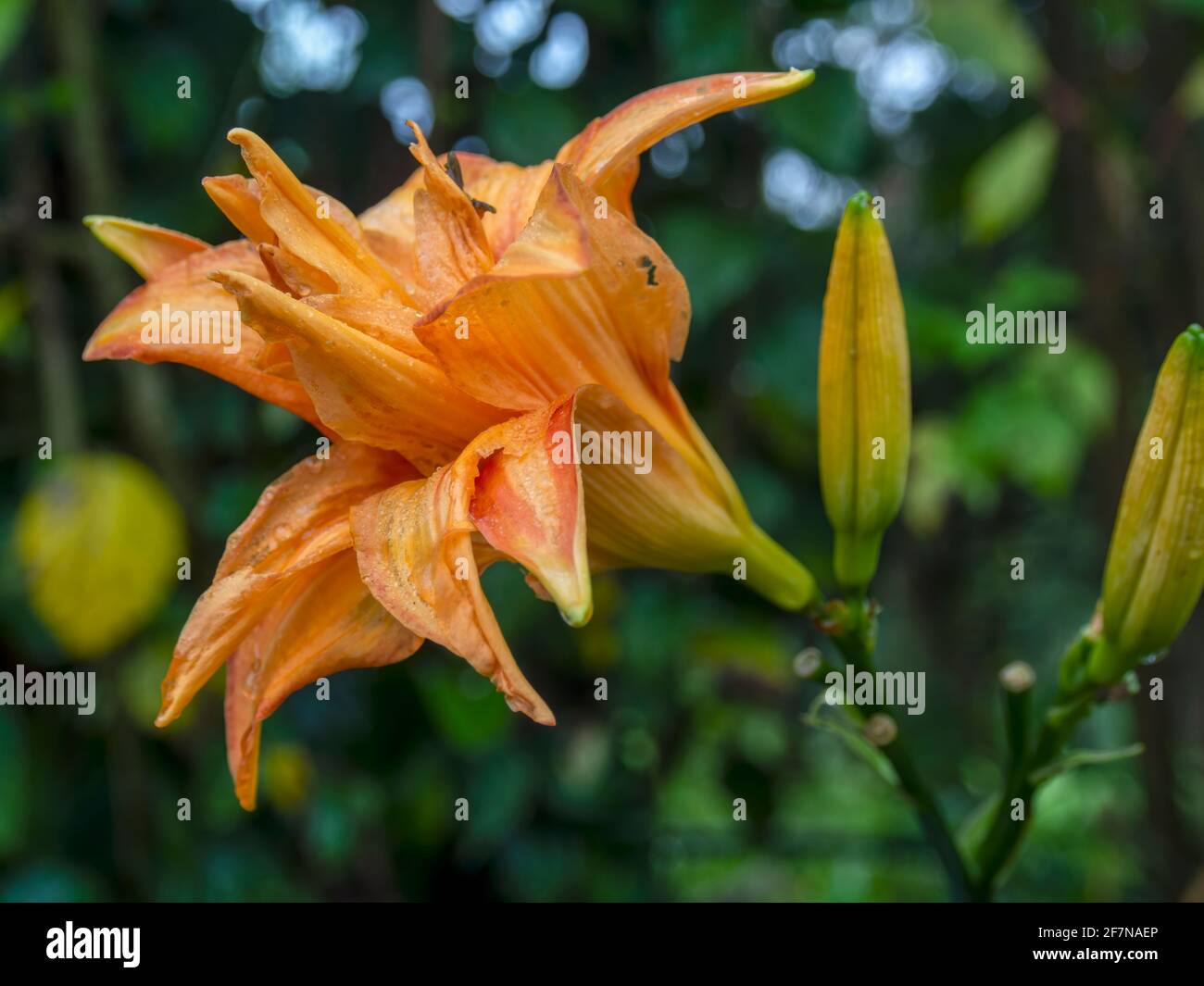 Macro photography of an orange day-lily, captured in a garden in the ...