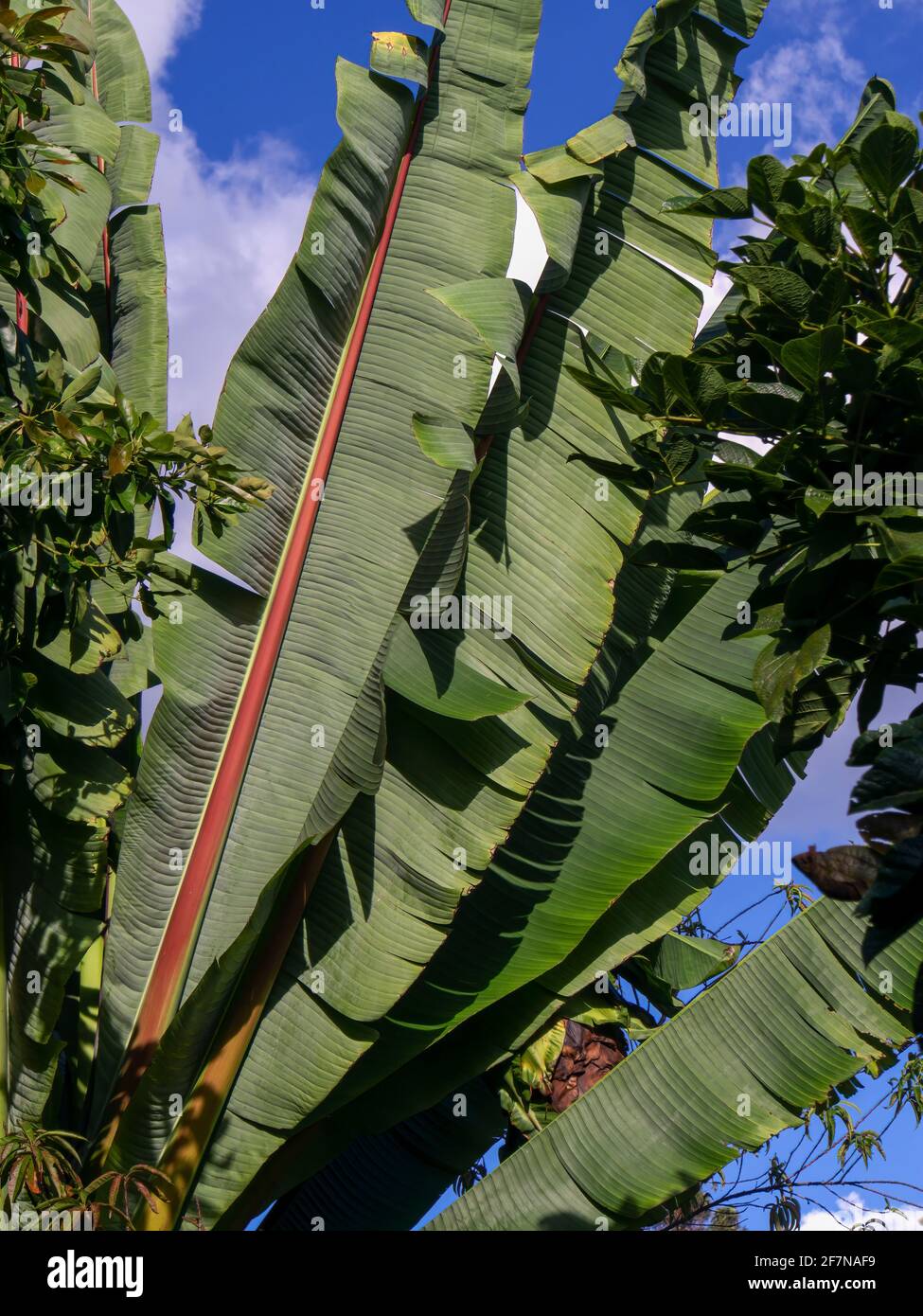 Banana plant leaves captured at sunset in the central Andean mountains ...