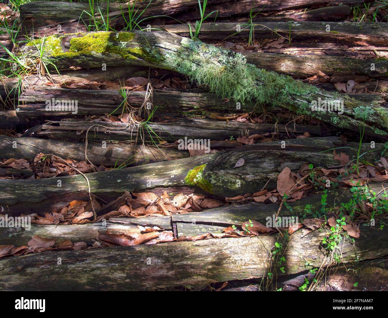 Close-up photography of some rotten logs with moss and grass, captured ...