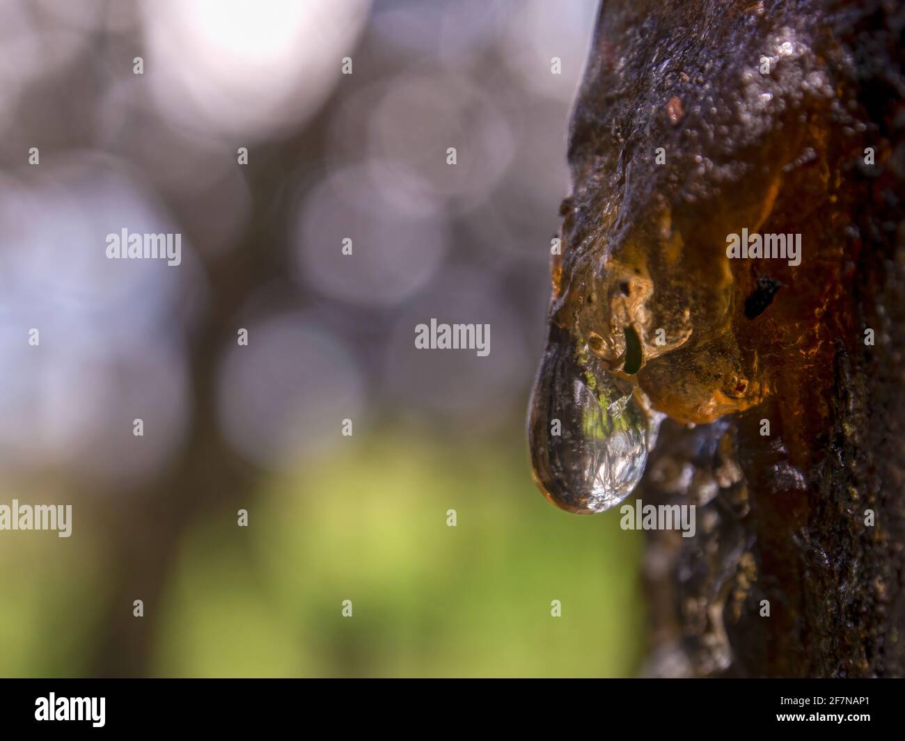Translucent sap hi-res stock photography and images - Alamy