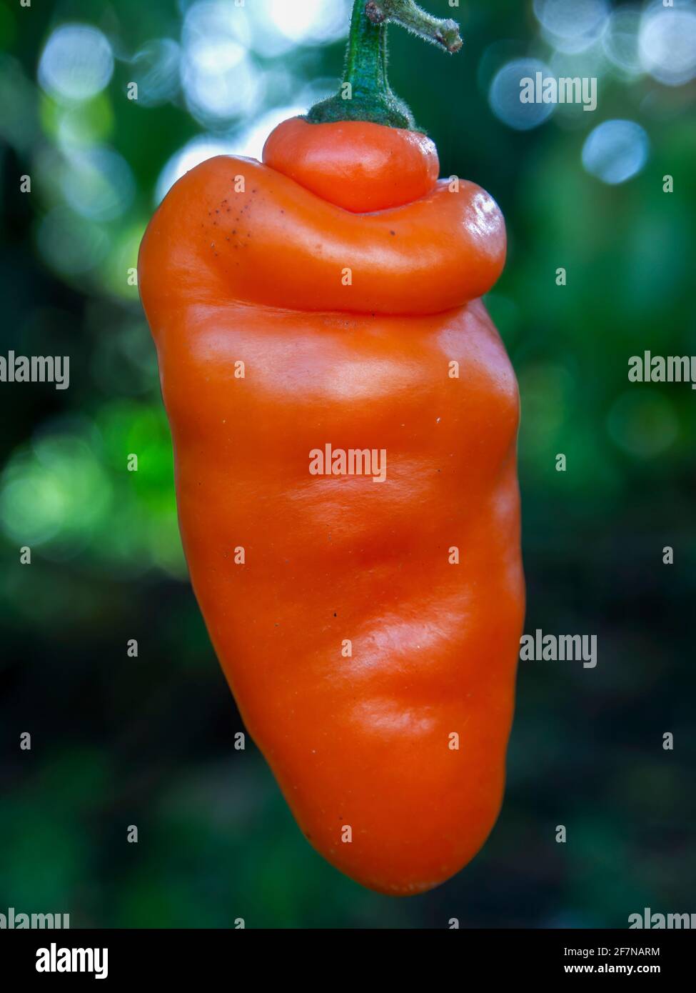 Macro photography of a turbo pube chili fruit, captured in a farm in ...