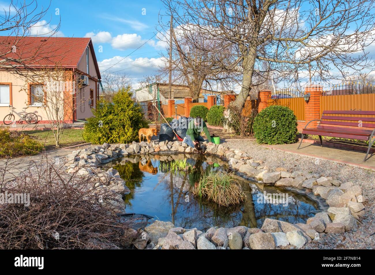Man cleans kneeling fish pond with hands from water plants and falling ...