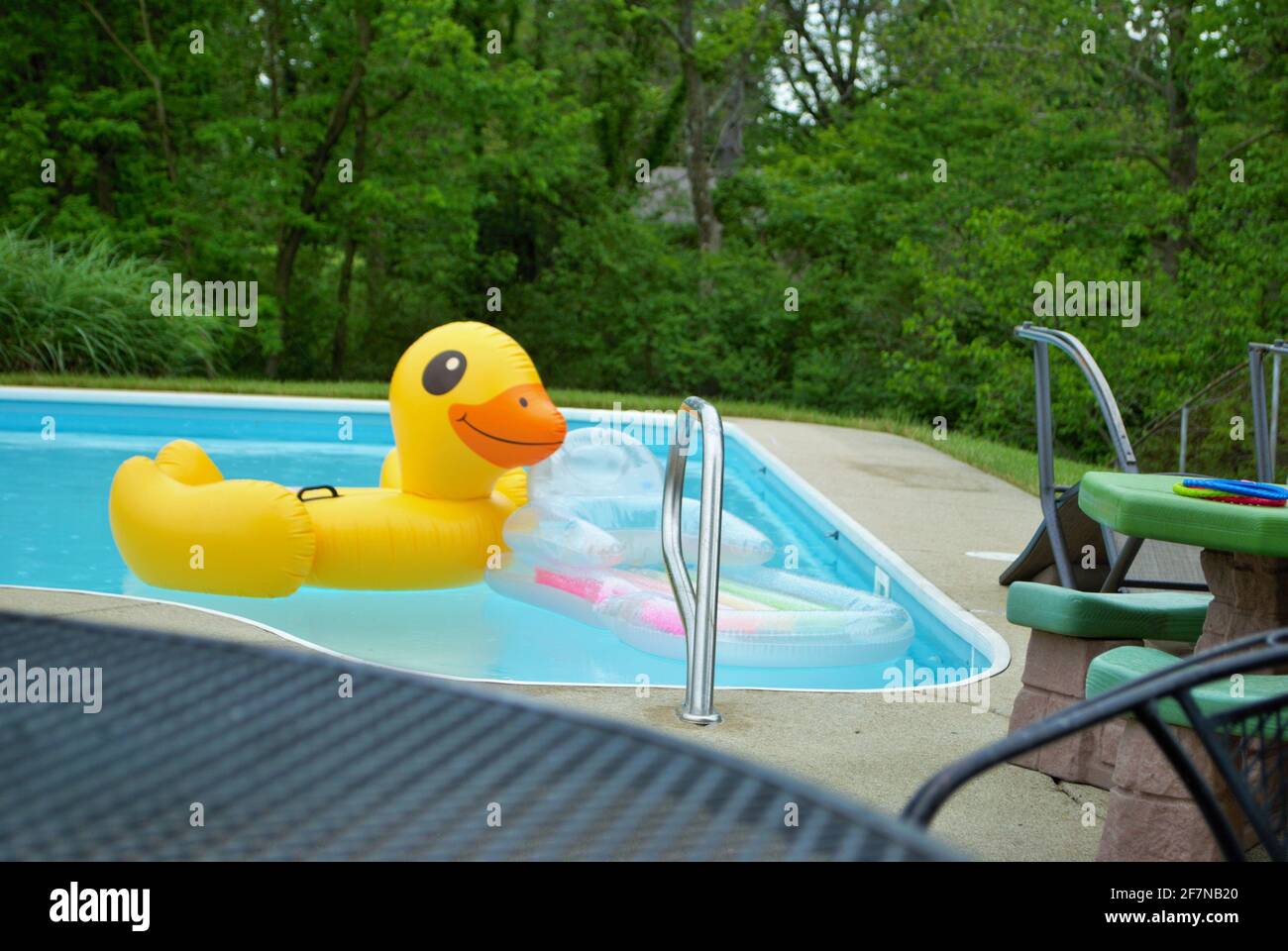 yellow duck inflatable floating in a backyard swimming pool Stock Photo ...